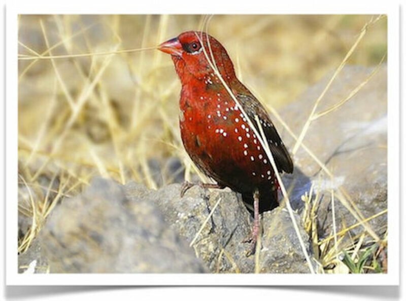 Buy Strawberry Finch Online - Sherry Birds